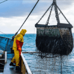 Types of Fishing Net: Choose One That Suits Your Needs
